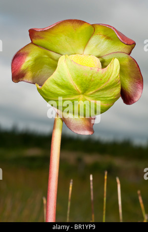 (Sarracenia purpurea), Pitcher-plant, Avalon Wilderness area ...