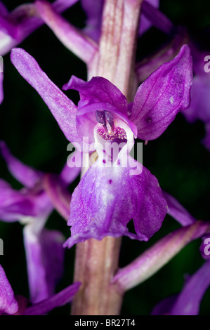 wild mountain orchid Stock Photo - Alamy