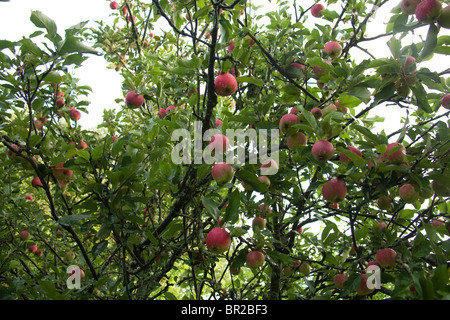 Worcester apples on the tree, Hampshire, England Stock Photo - Alamy