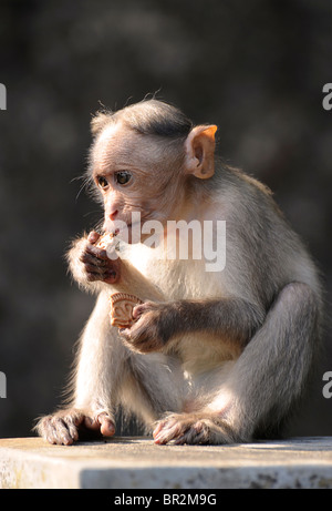 Monkey Eating a Biscuit Stock Photo - Alamy