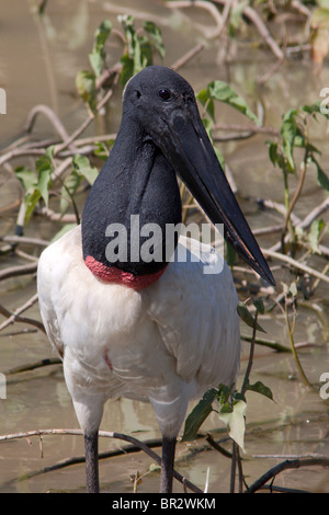vertical portrait of Jabiru Stock Photo - Alamy