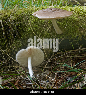 Pluteus cervinus also known as Pluteus atricapillus or as the deer ...