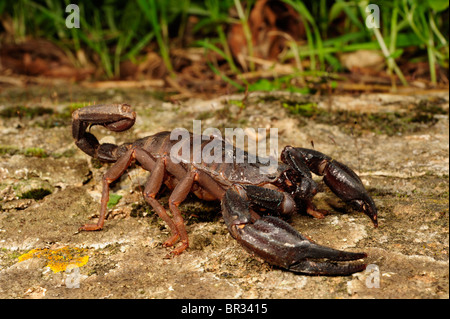 Scorpion Iurus dufoureius the Mani Southern Peloponnese Greece Stock ...