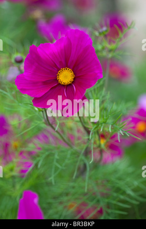 Close up of Hot Pink Cosmos bipinnatus or known as Mexican Aster, Cut ...