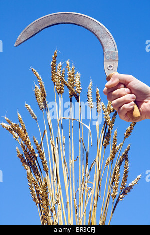 Sickle and wheat Stock Photo - Alamy