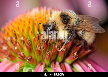 Bee on Purple Coneflower in Garden Stock Photo - Alamy