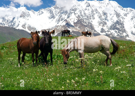 Horses seen in Ushguli, Svanetia, Georgia, Caucasus Stock Photo - Alamy