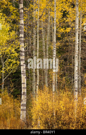 Aspen trees turn golden yellow as Fall progresses Stock Photo - Alamy