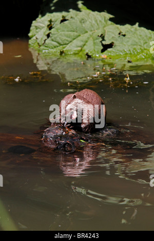 Asian short-clawed otter, Mustelidae, Aonyx cinerea, eating fish ...