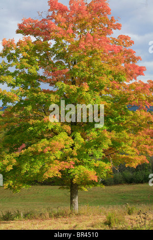 Maple foliage that has changed color in autumn, drying maple foliage in ...