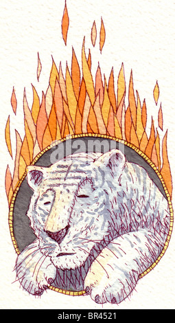 Tiger jumping through burning fire loop during a show at Taman Safari ...