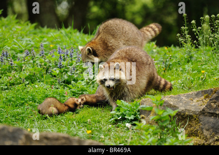 two raccoons procyon lotor Stock Photo - Alamy