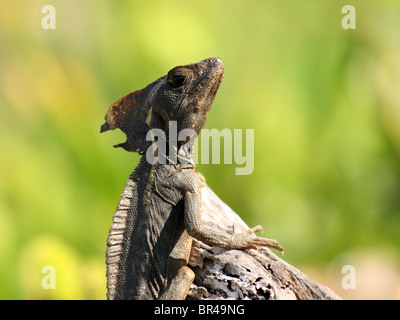 A Common Basilisk Basking in the Sun Stock Photo - Alamy