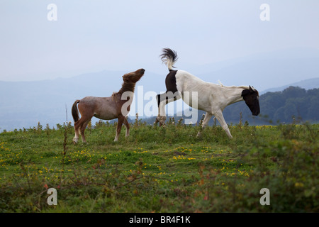 Two ponies playing in a field Stock Photo - Alamy