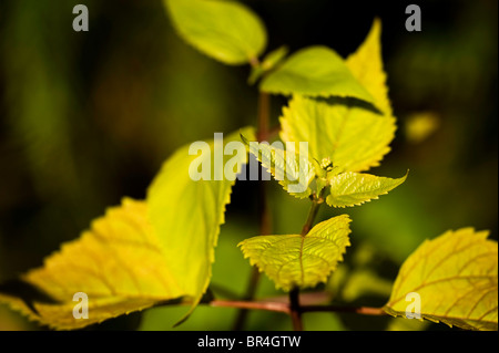 Eupatorium aromaticum, Lesser Snakeroot Stock Photo - Alamy