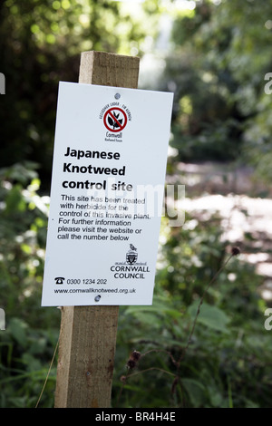 Japanese Knotweed Sign Stock Photo - Alamy