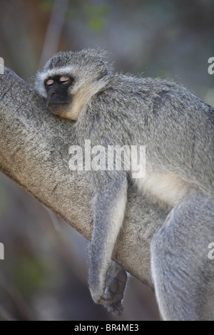 A monkey sleeping on a tree Stock Photo - Alamy