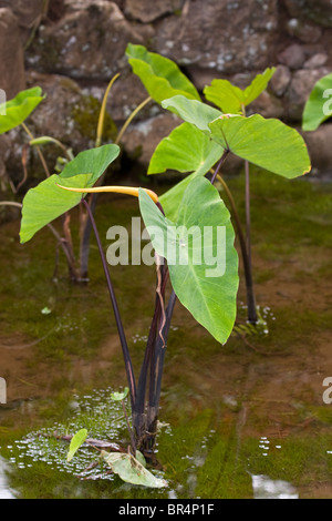 Taro plantation with tropical vegetation in background, Rurutu island ...