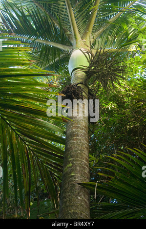 Nikau Palm tree leaf Rhopalostylis sapida New Zealand Stock Photo - Alamy