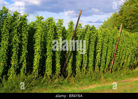 Hop field, hop field 03 Stock Photo - Alamy
