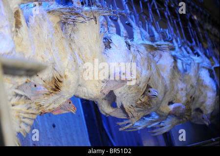 Monsols (69): "Corico" turkey slaughterhouse Stock Photo - Alamy