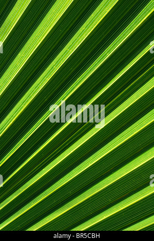 closeup palm tree leaf Stock Photo - Alamy