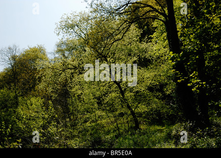 Wych elm tree (Ulmus glabra) blossom. Dorset, UK, March Stock Photo - Alamy
