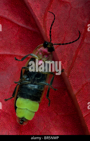 Glow Worm Emitting Green Light at Night Stock Photo - Alamy
