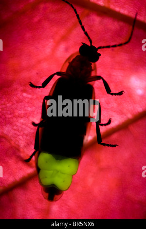 Firefly Flashing at Night - Lightning Bug Stock Photo - Alamy
