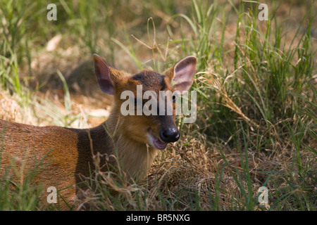 Barking deer in nature Stock Photo - Alamy