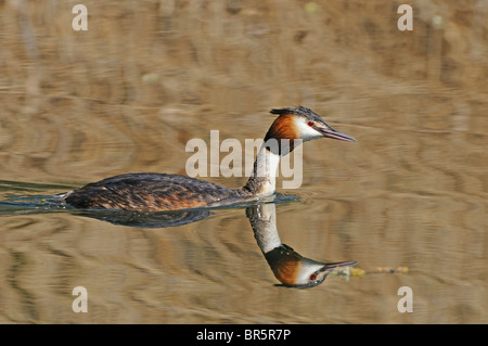 The water bird Great crested Grebe swimming in the lake, and its cute ...