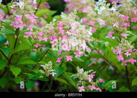 Hydrangea paniculata Big Ben Stock Photo - Alamy