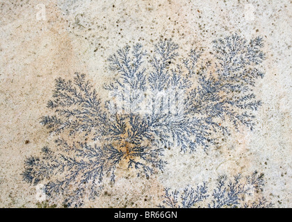 Fossilized imprint of fern leaf in shale rock Stock Photo - Alamy