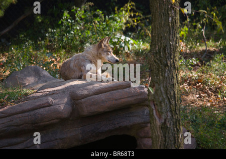 A Mexican Grey Wolf, (Canis lupus spp. baileyi), resides at the Arizona ...