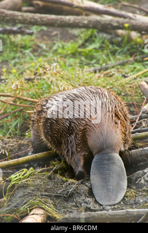 A rear view of a wild beaver "Castor canadensis", swimming away Stock ...