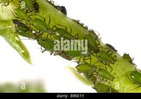 Vetch aphid Megoura viciae infestation on a broad bean stem Stock Photo ...