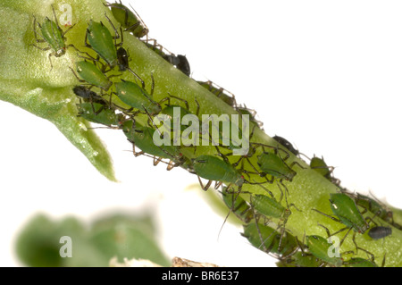 Vetch aphid Megoura viciae infestation on a broad bean stem Stock Photo ...