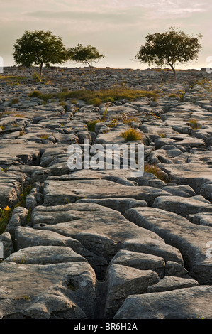 White Scar Limestone Pavement, Ingelton. North Yorkshire. Yorkshire ...