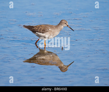 Redshank [ Tringa totanus ] wading through shallow water in WWT ...