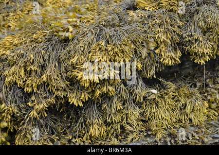 Channelled Wrack seaweed (Pelvetia canaliculata) South Devon, UK Stock ...