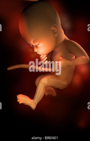 Medical illustration of fetus development at 9 weeks Stock Photo ...