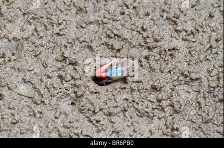 Fiddler crab in mangrove, male beside his burrow approaching a nearby ...