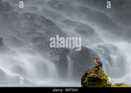 Madagascar malachite kingfisher (Alcedo vintsioides), sitting on rock ...