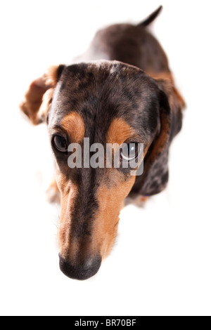 Puppy dog eyes Stock Photo - Alamy