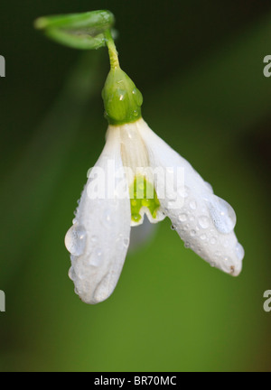 Snowdrop with raindrops Stock Photo - Alamy