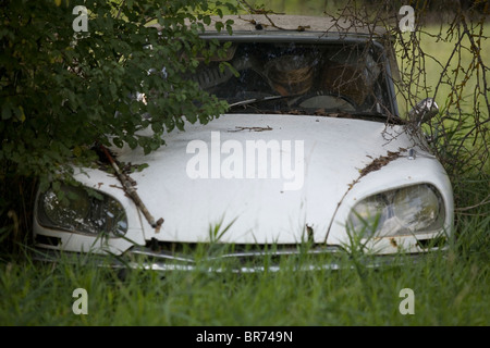 Old car rotting under a tree in Southern France Stock Photo - Alamy
