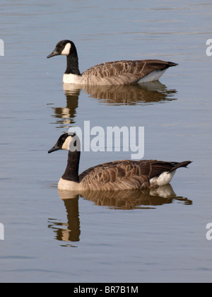 Canada Geese (Branta canadensis), two on a knoll in a lake, one male or ...