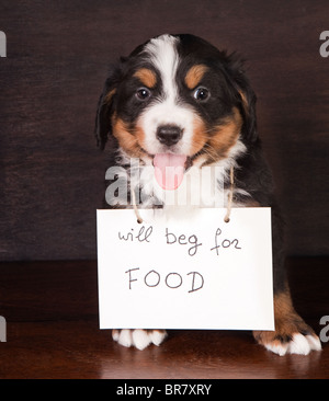 cute small dog asking for food or treats standing on two legs Stock ...