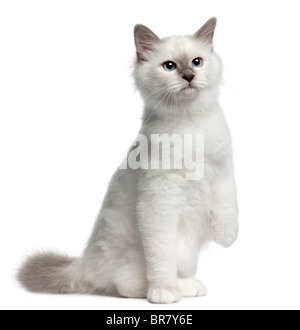 birman kitten in front of white background Stock Photo - Alamy