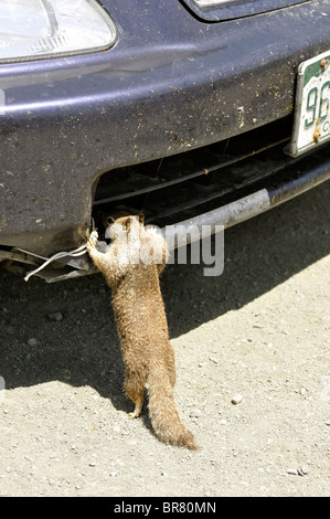 Squirrel trying to get inside the car engine Stock Photo - Alamy